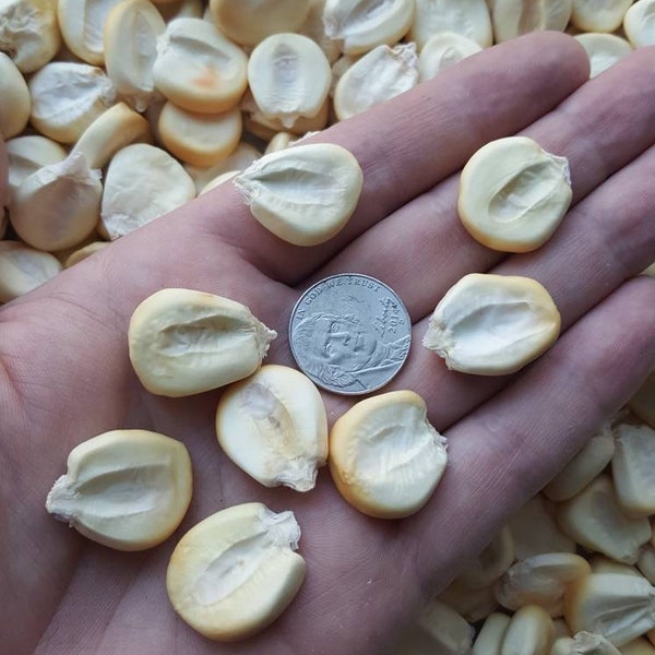 Peruvian Giant Corn Seed - Etsy