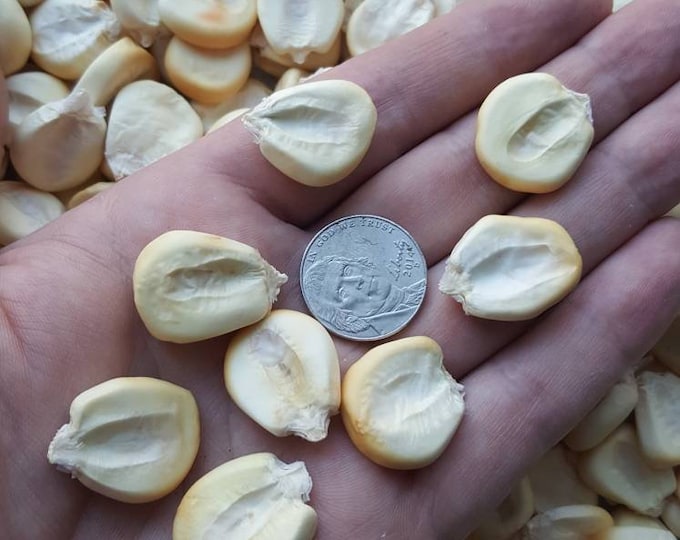 25 Giant Cuzco Corn Seeds World's Largest Kernels Direct From the ...