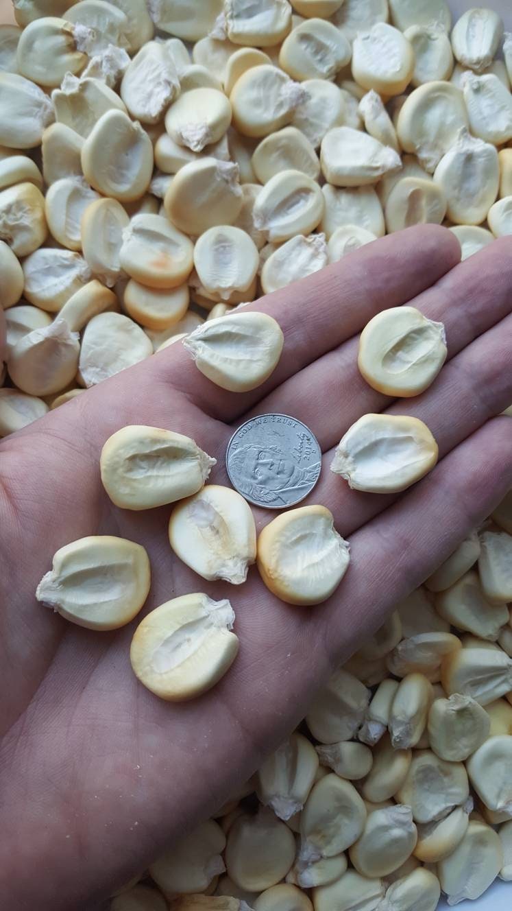 25 Giant Cuzco Corn Seeds World's Largest Kernels Direct - Etsy