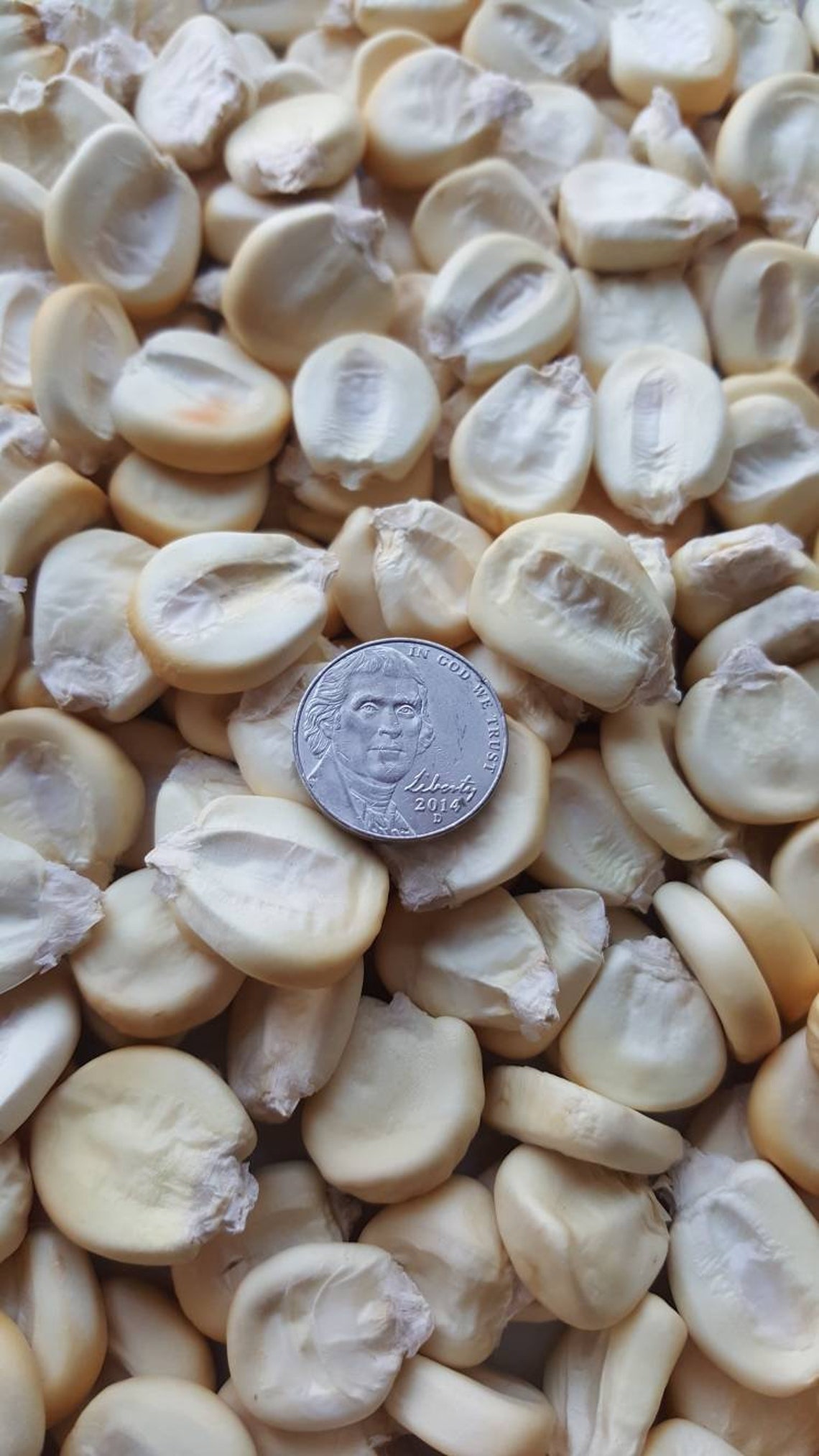 25 Giant Cuzco Corn Seeds World's Largest Kernels Direct - Etsy