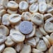25 Giant Cuzco Corn Seeds World's Largest Kernels Direct From the ...