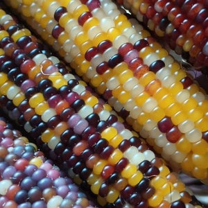 300 Seeds! Miniature Indian Corn! Fun and Easy to Grow! Beautiful and ...