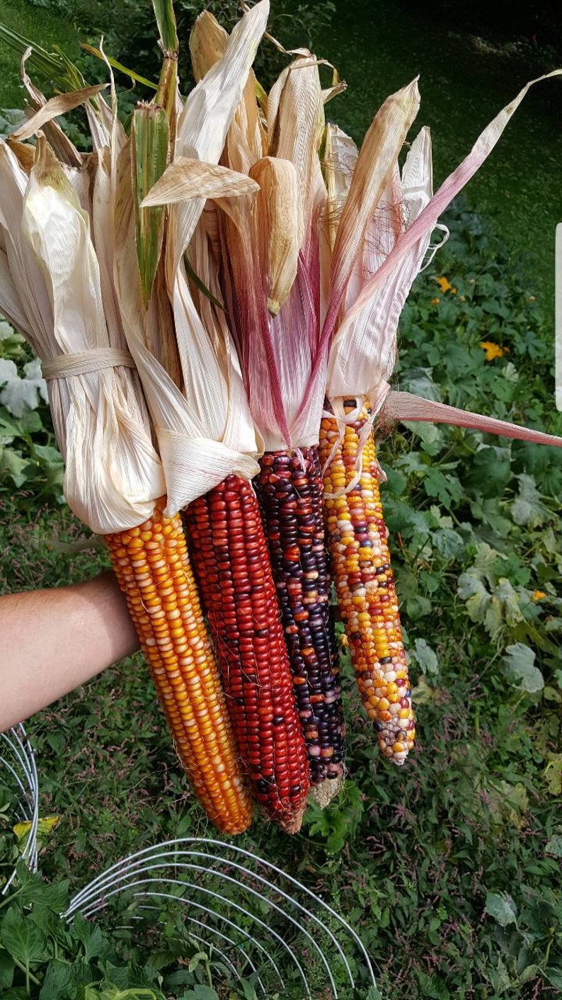Rare Giant Indian Corn Seeds X50! Easy to Grow! Colorful Massive Ears ...