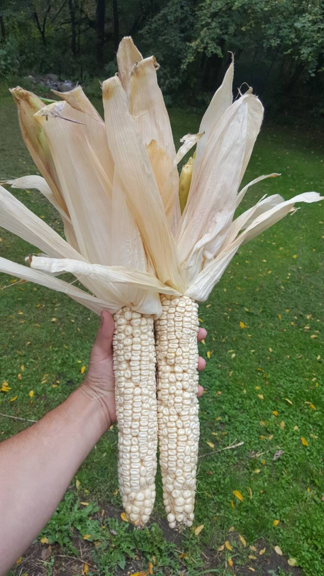 Tall Corn! Rare! 25 Seeds! Fun and Easy to Grow! 20+ Feet Tall Possible ...