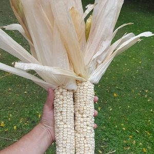 Tall Corn! Rare! 25 Seeds! Fun and Easy to Grow! 20+ Feet Tall Possible ...
