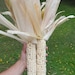 Tall Corn! Rare! 25 Seeds! Fun and Easy to Grow! 20+ Feet Tall Possible ...