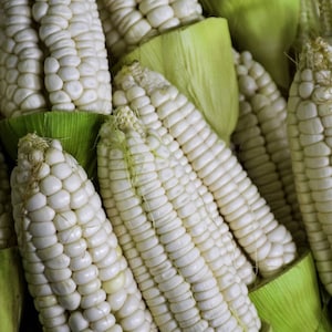 25 Giant Cuzco Corn Seeds! World's Largest Kernels! Direct From the ...