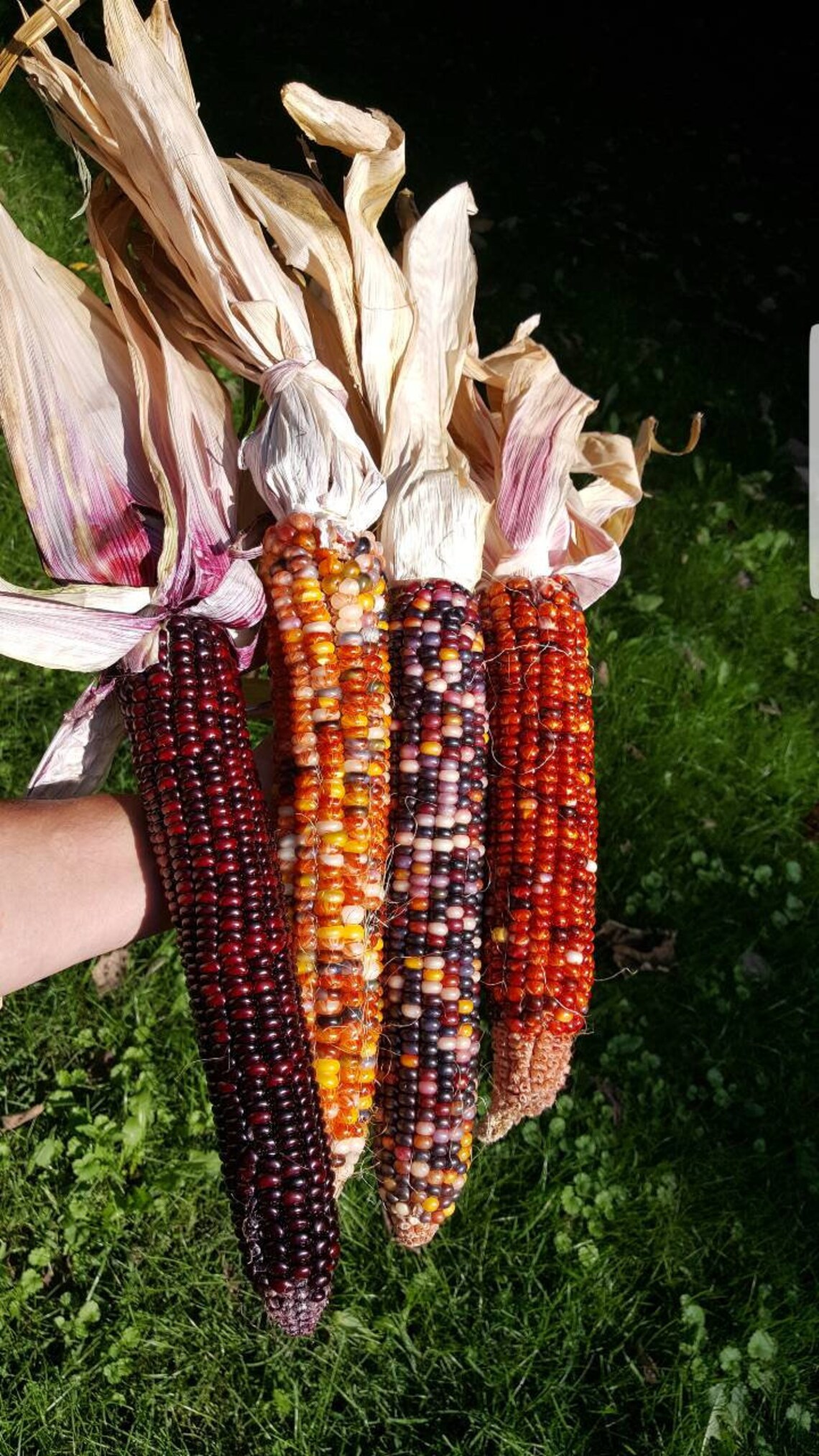 Rare Giant Indian Corn Seeds X50! Easy to Grow! Colorful Massive Ears ...