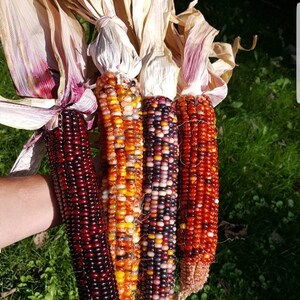 Rare Giant Indian Corn Seeds X50! Easy to Grow! Colorful Massive Ears ...