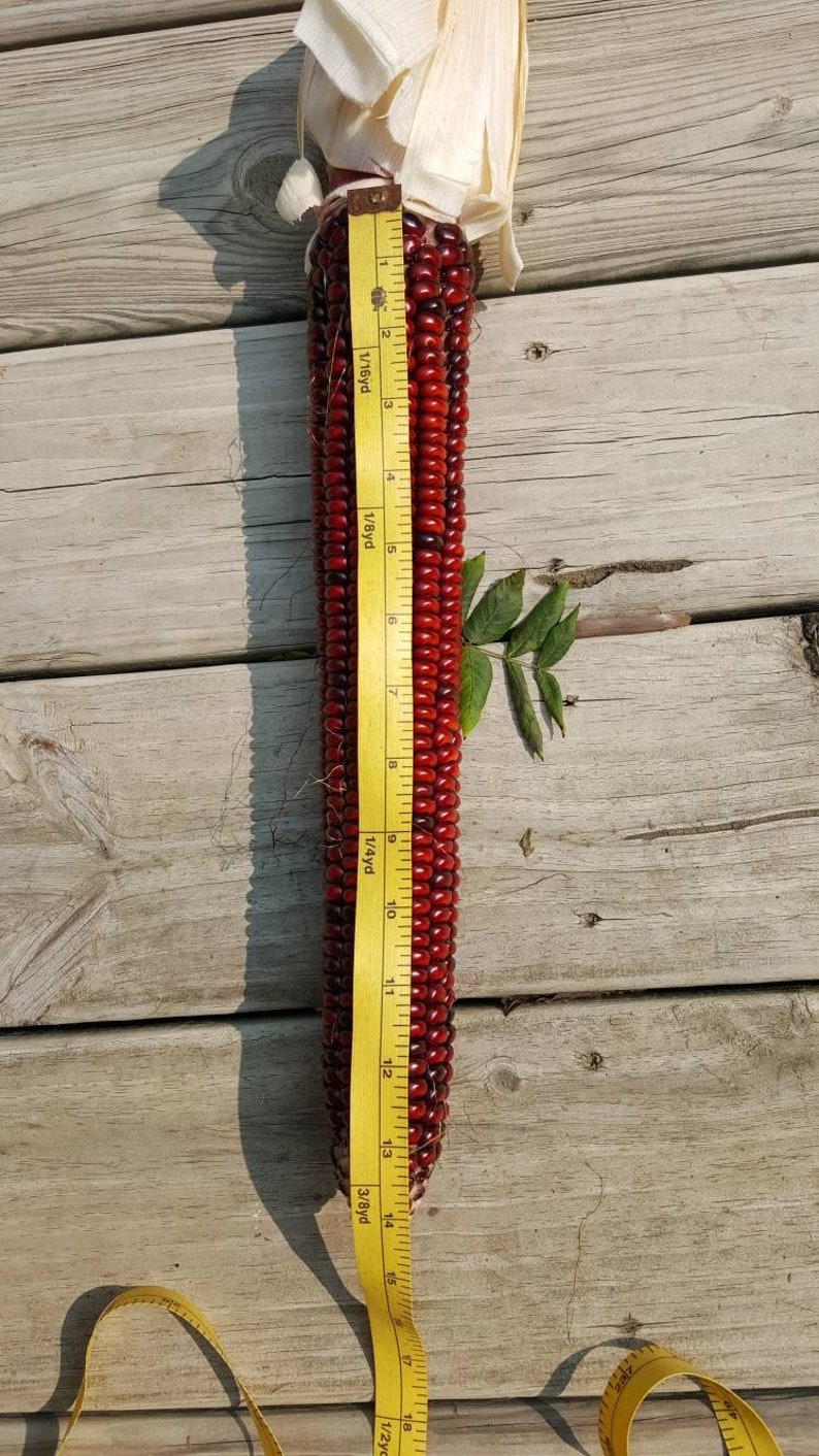 Rare Giant Indian Corn Seeds X50! Easy to Grow! Colorful Massive Ears ...