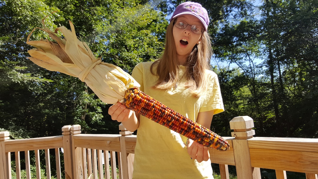 Rare Giant Indian Corn Seeds X50! Easy to Grow! Colorful Massive Ears ...