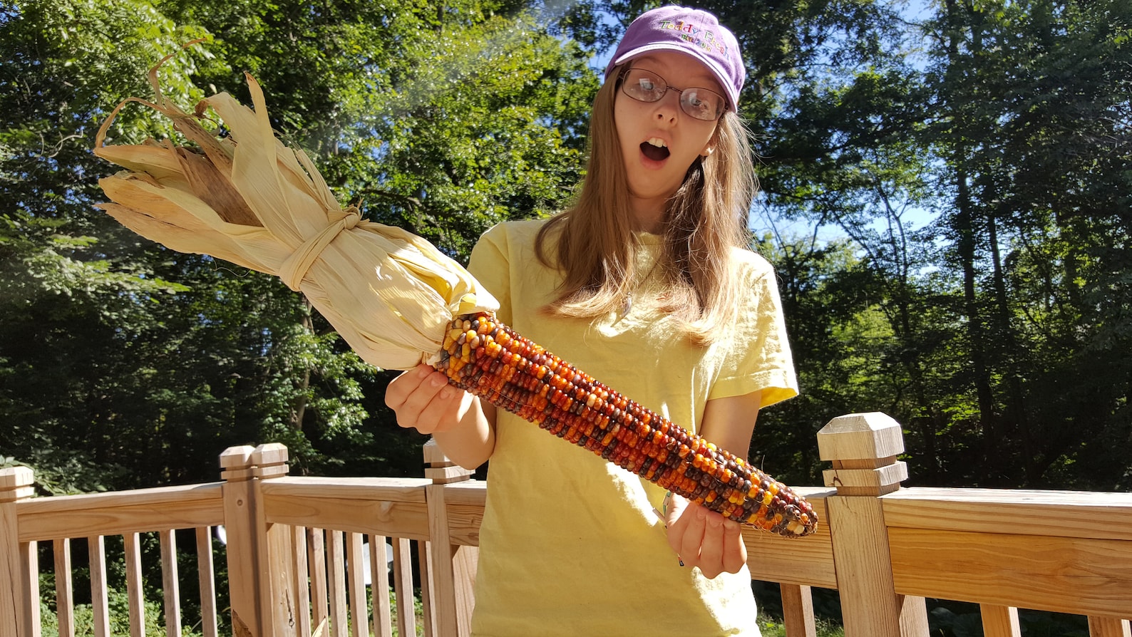 Rare Giant Indian Corn Seeds X50! Easy to Grow! Colorful Massive Ears ...