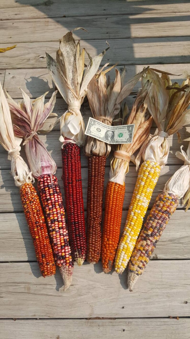 Rare Giant Indian Corn Seeds X50 Easy to Grow Colorful | Etsy