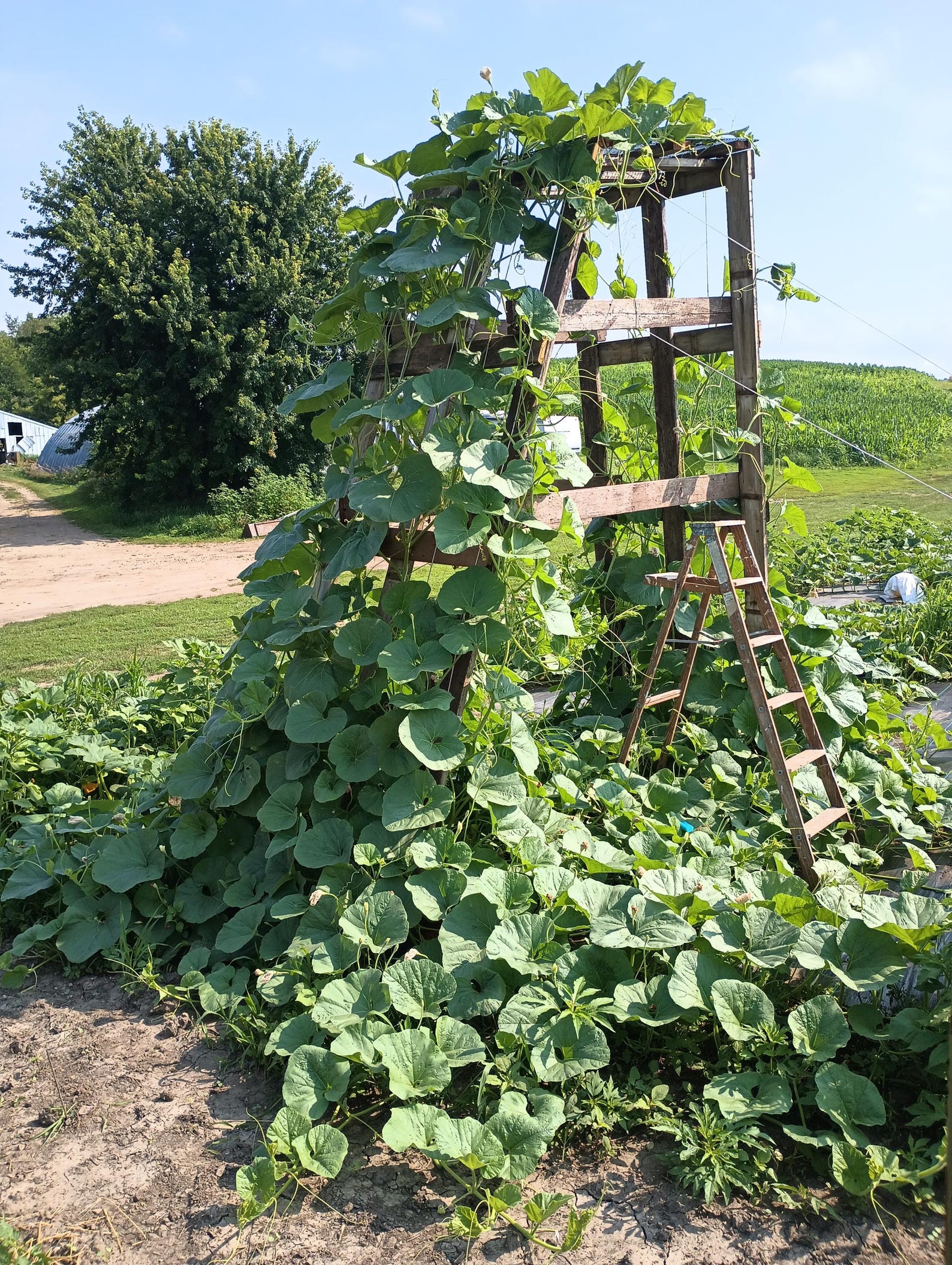 RARE! 5x Long Gourd Seeds From Gourds Over 10 Feet Long. Fun and Easy ...