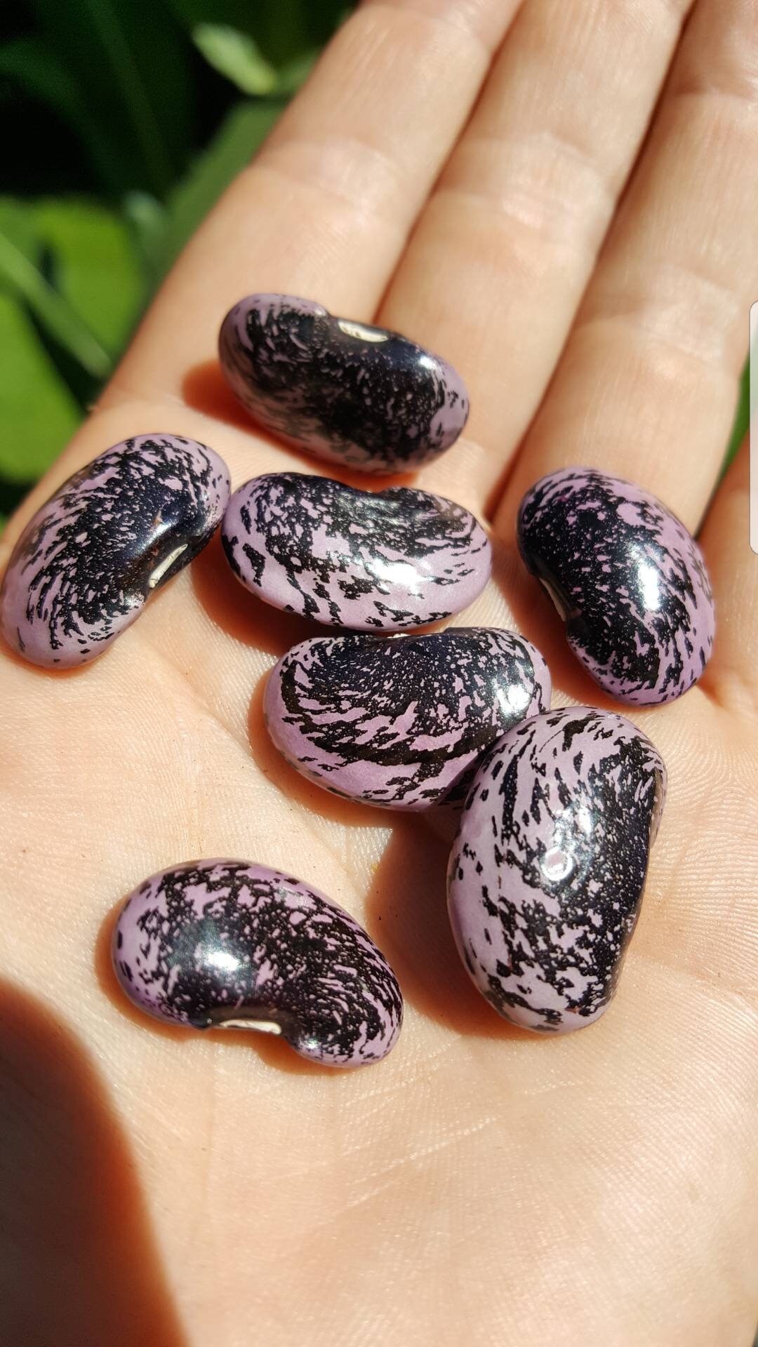 Rare! Giant Scarlet Runner Beans! Humming Bird Attracting Red Flowers ...