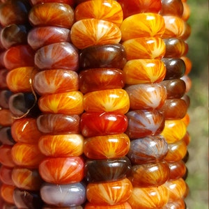 Rare Giant Indian Corn Seeds X50! Easy to Grow! Colorful Massive Ears ...