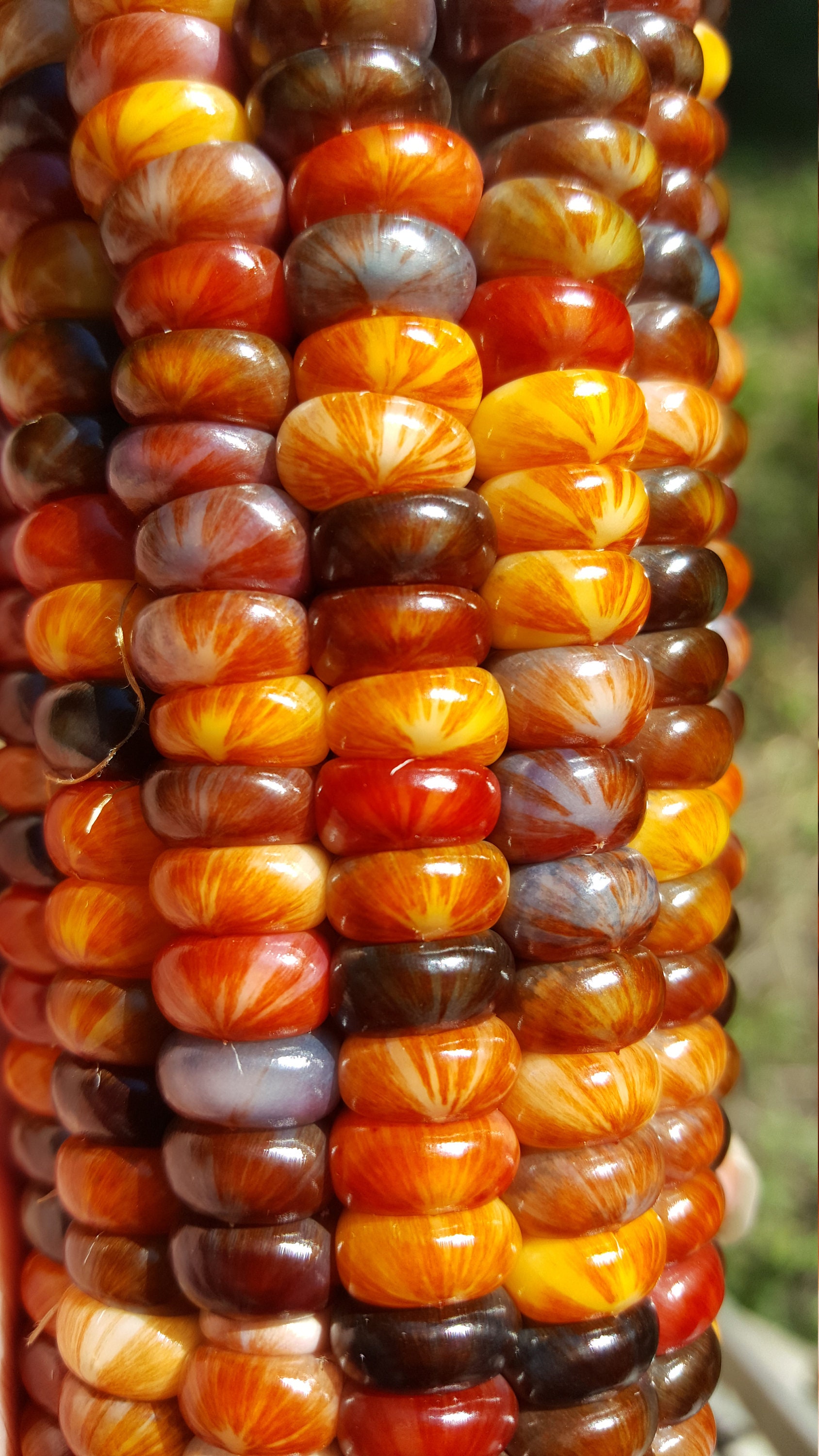 Rare Giant Indian Corn Seeds X50! Easy to Grow! Colorful Massive Ears ...