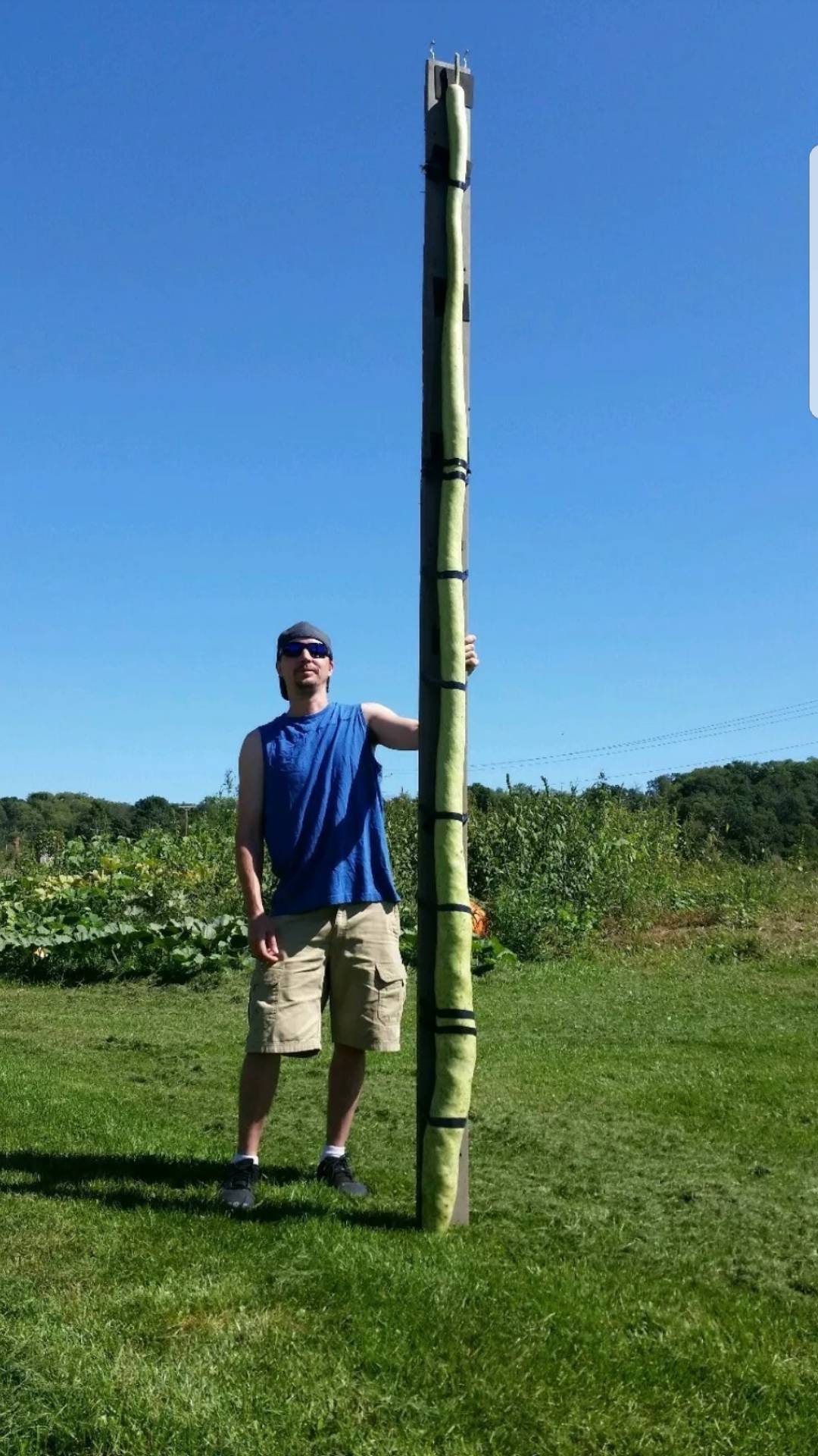 RARE! 5x Long Gourd Seeds From Gourds Over 10 Feet Long. Fun and Easy ...