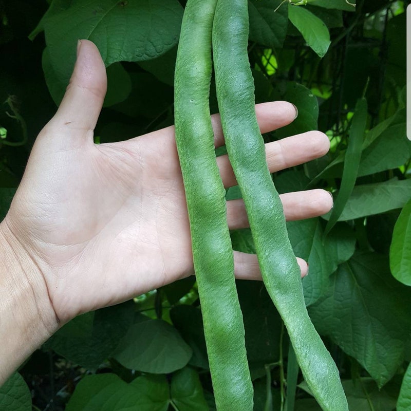 Black Purple Coelius - Etsy