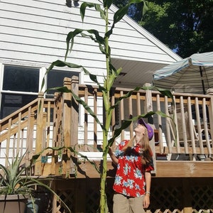 Tall Corn! Rare! 25 Seeds! Fun and Easy to Grow! 20+ Feet Tall Possible ...