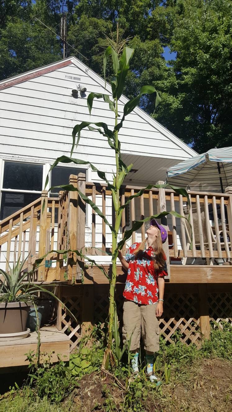 Tall Corn! Rare! 25 Seeds! Fun and Easy to Grow! 20+ Feet Tall Possible ...