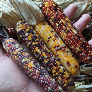 300 Seeds! Miniature Indian Corn! Fun and Easy to Grow! Beautiful and ...