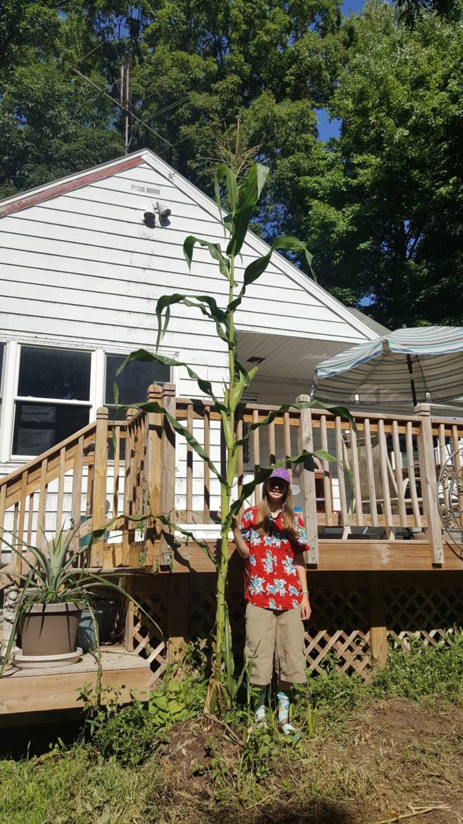 Tall Corn! Rare! 25 Seeds! Fun and Easy to Grow! 20+ Feet Tall Possible ...