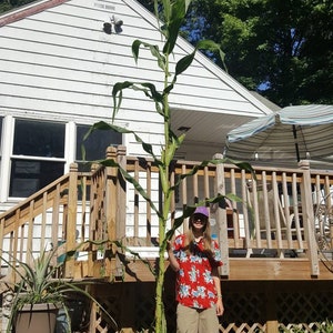Tall Corn! Rare! 25 Seeds! Fun and Easy to Grow! 20+ Feet Tall Possible ...