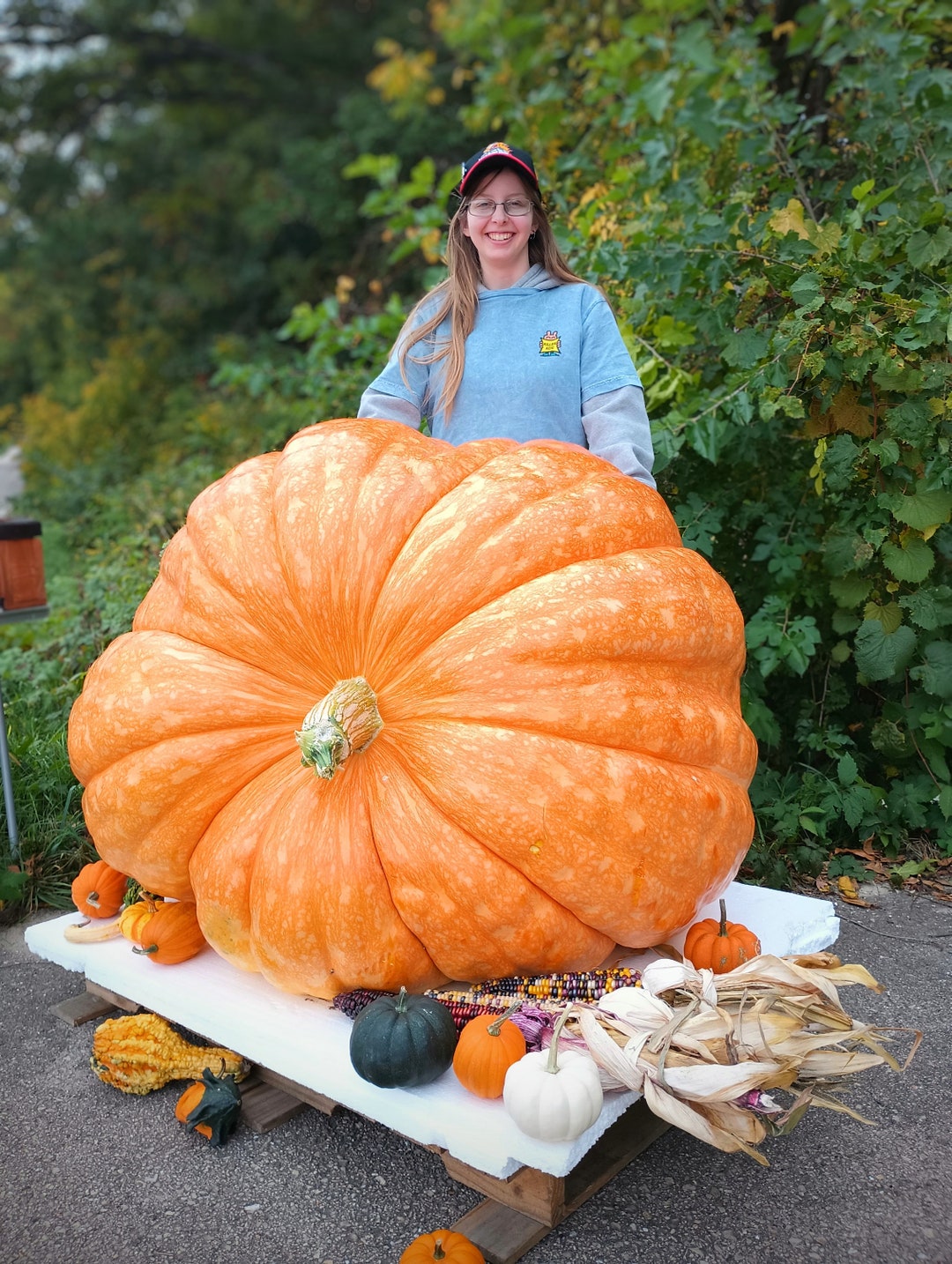 Giant Pumpkin Seeds 2023!!! Incredible Color and Shape! Howard Dill ...