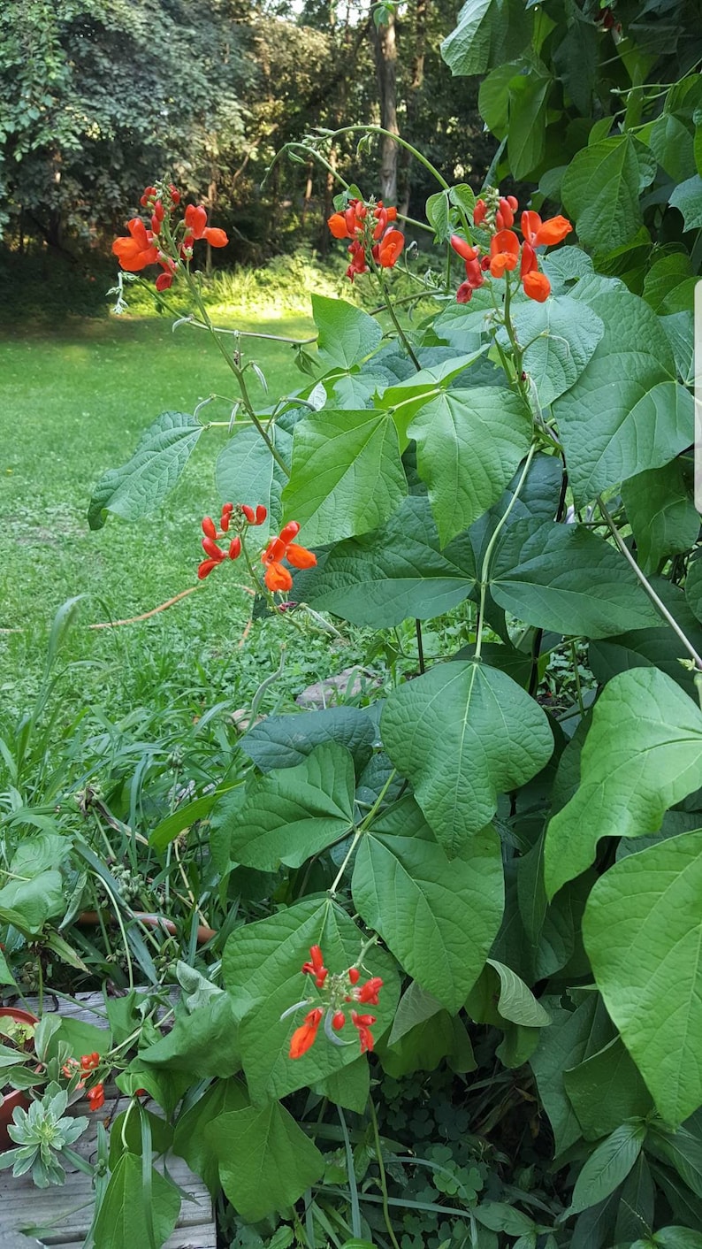 Rare Giant Scarlet Runner Beans Humming Bird Attracting Red - Etsy