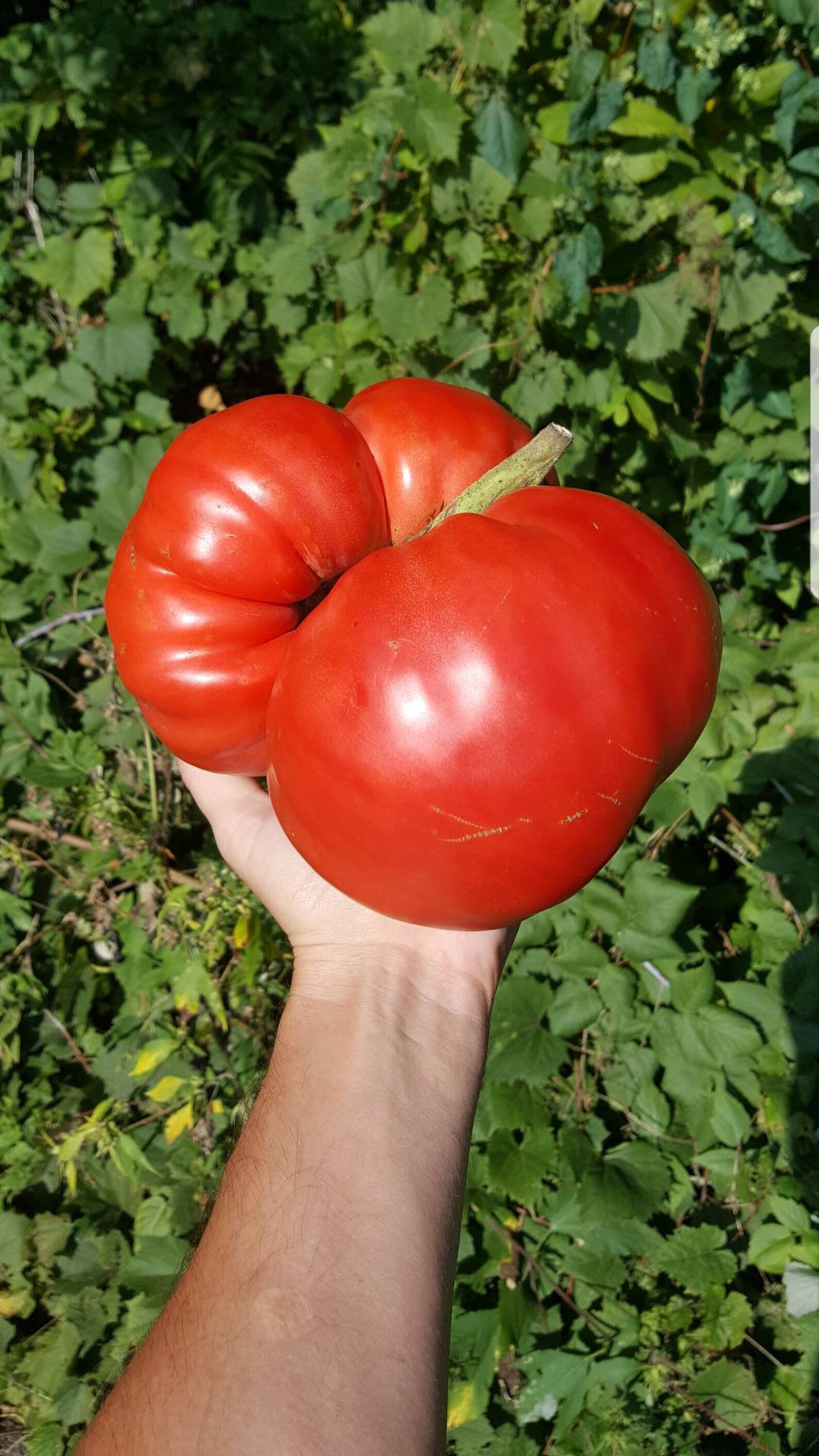 Giant Tomato Seeds X20 Big Zac Award Winning Can Produce - Etsy