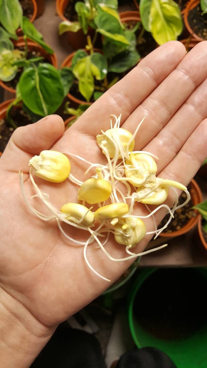 25 Giant Cuzco Corn Seeds! World's Largest Kernels! Direct From the ...