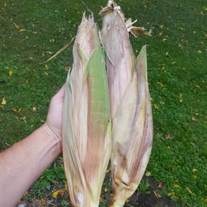 Tall Corn! Rare! 25 Seeds! Fun and Easy to Grow! 20+ Feet Tall Possible ...