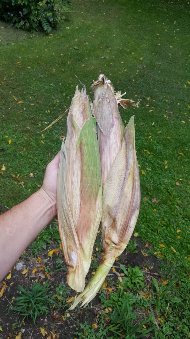 Tall Corn! Rare! 25 Seeds! Fun and Easy to Grow! 20+ Feet Tall Possible ...
