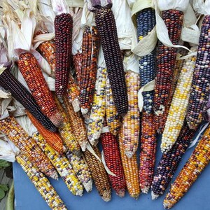 Rare Giant Indian Corn Seeds X50! Easy to Grow! Colorful Massive Ears ...