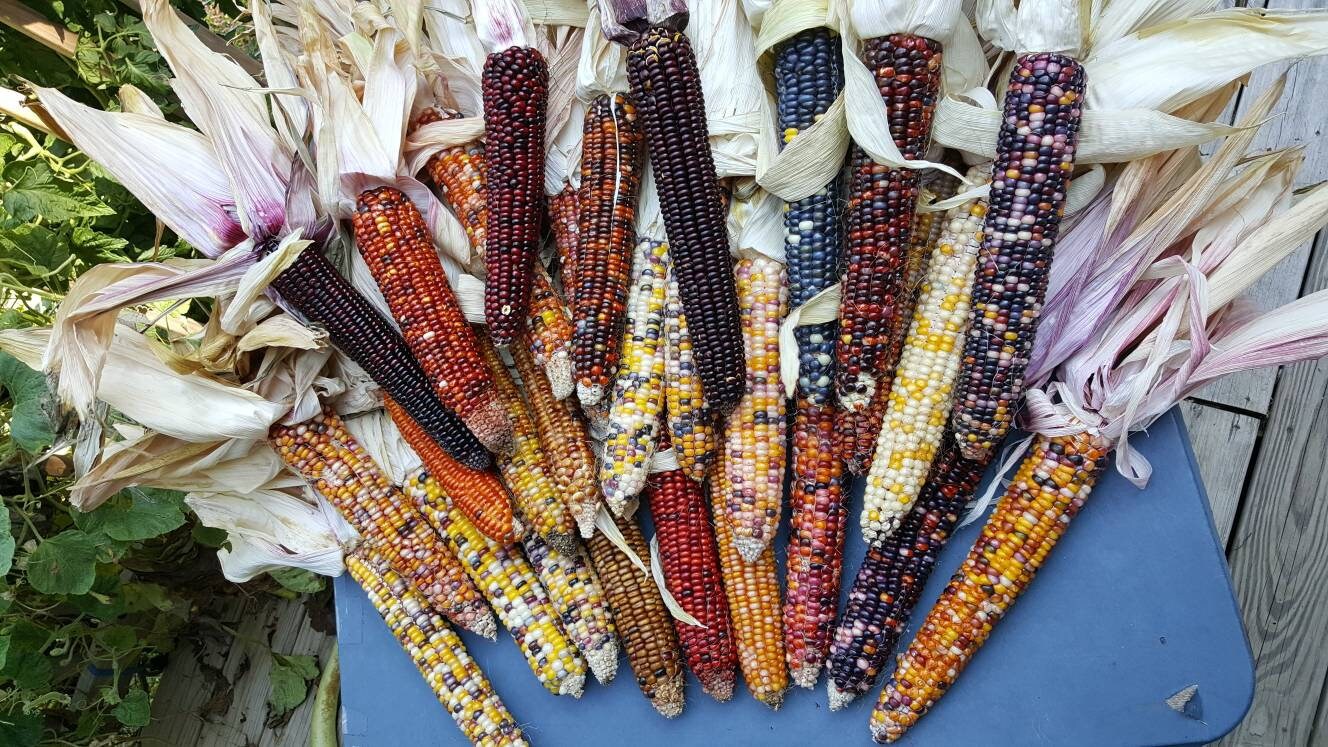 Rare Giant Indian Corn Seeds X50! Easy to Grow! Colorful Massive Ears ...