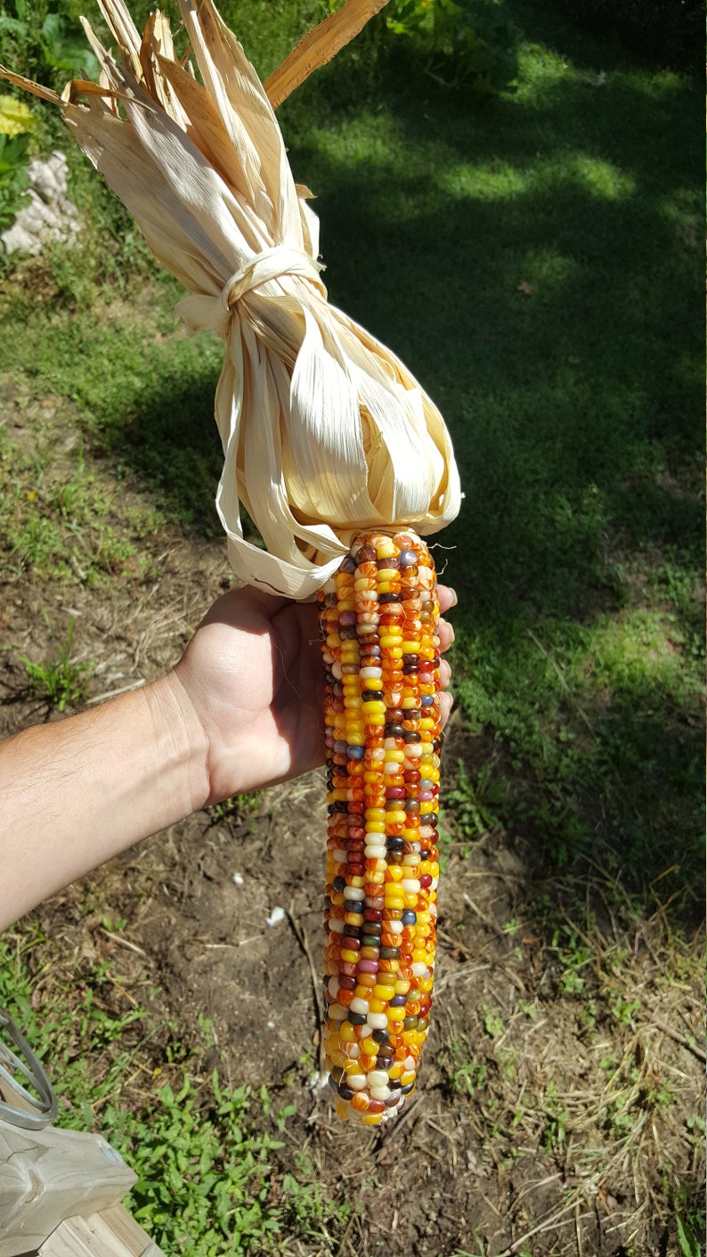 Rare Giant Indian Corn Seeds X50 Easy To Grow Colorful | Etsy