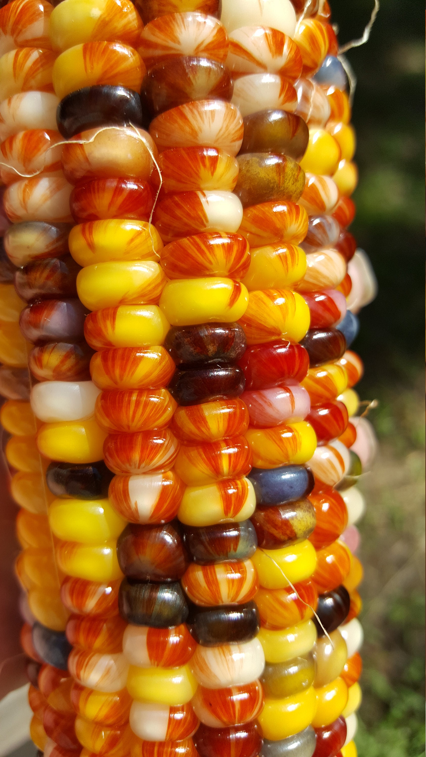 Rare Giant Indian Corn Seeds X50! Easy to Grow! Colorful Massive Ears ...