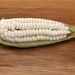25 Giant Cuzco Corn Seeds World's Largest Kernels Direct From the ...