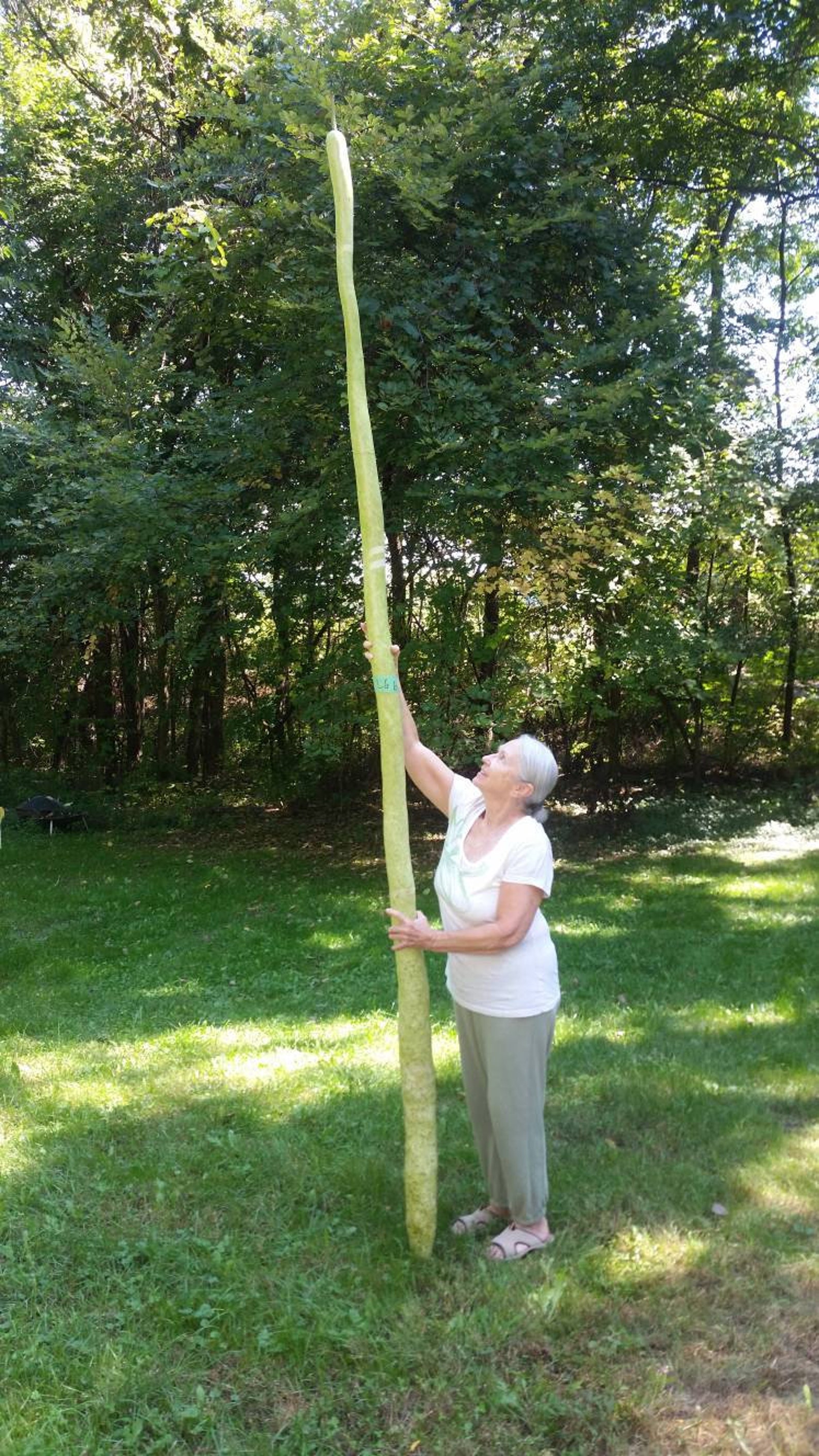 RARE! 5x Long Gourd Seeds From Gourds Over 10 Feet Long. Fun and Easy ...