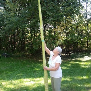 RARE! 5x Long Gourd Seeds From Gourds Over 10 Feet Long. Fun and Easy ...