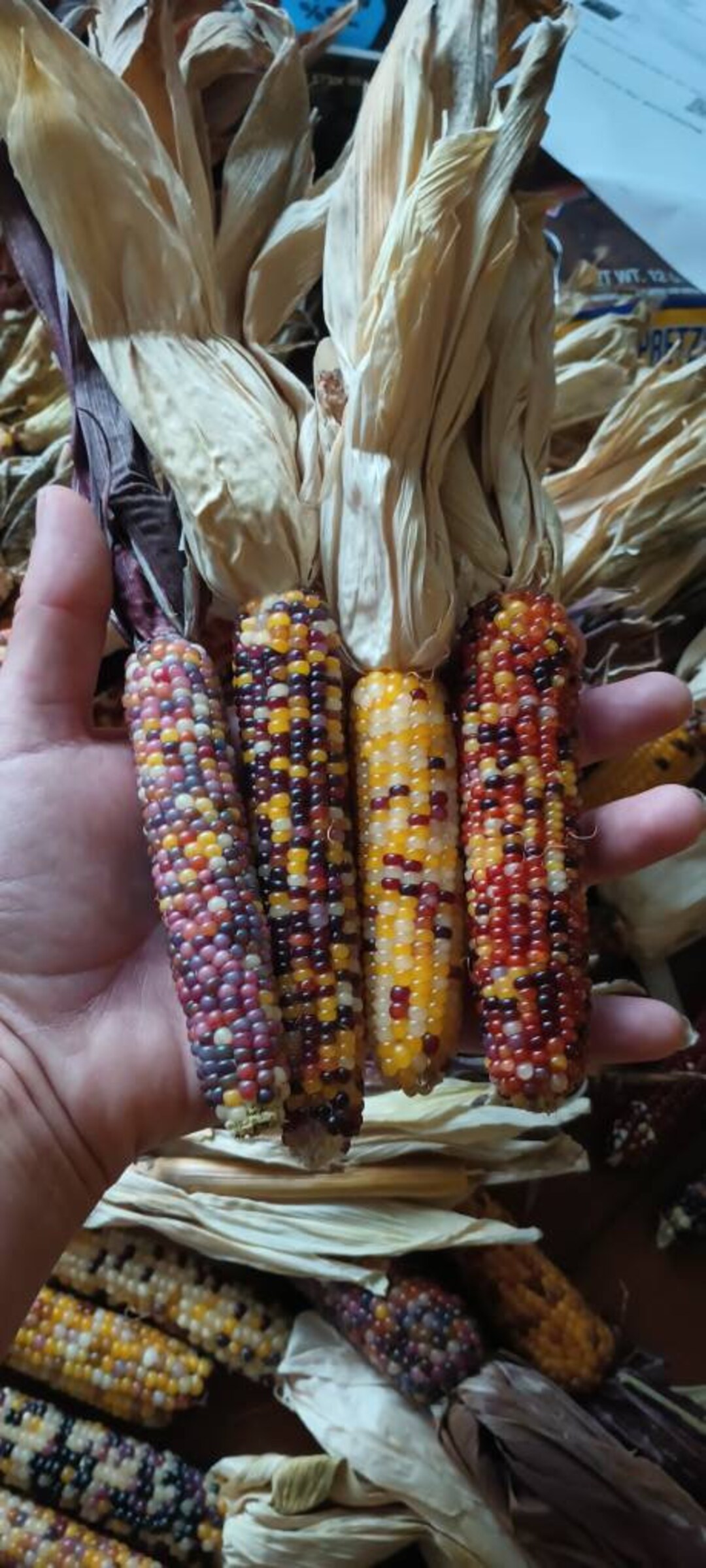 300 Seeds! Miniature Indian Corn! Fun and Easy to Grow! Beautiful and ...