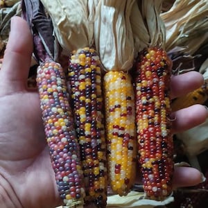 300 Seeds! Miniature Indian Corn! Fun and Easy to Grow! Beautiful and ...