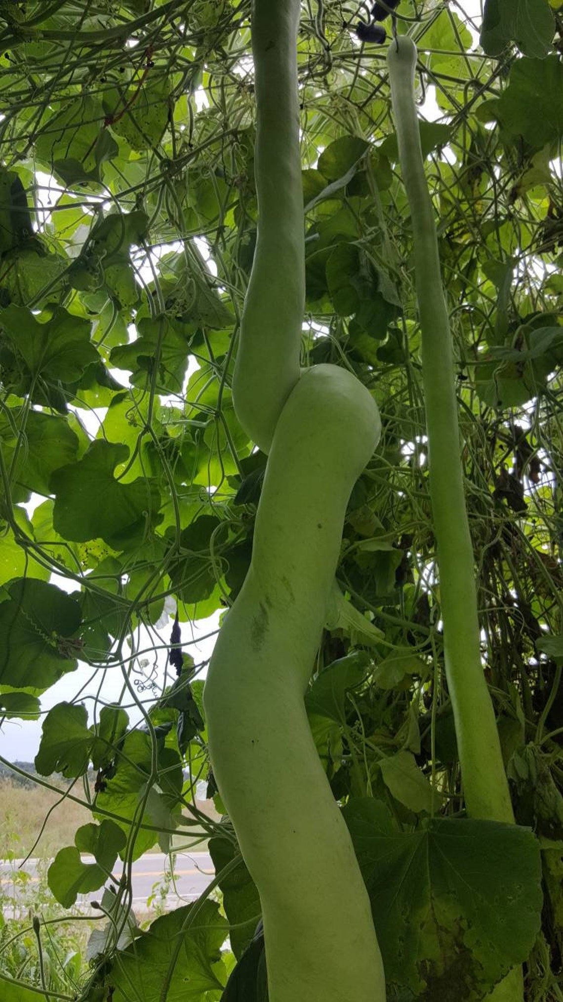 RARE! 5x Long Gourd Seeds From Gourds Over 10 Feet Long. Fun and Easy ...