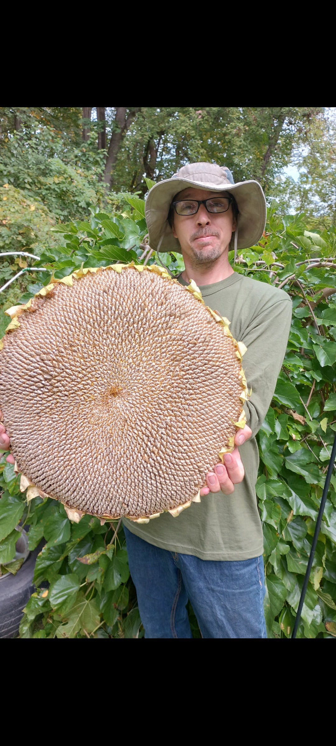 30 Titan Giant Sunflower Seeds From (20+ Inch) Wide Heads. Easy and Fun to Grow!!! - Etsy