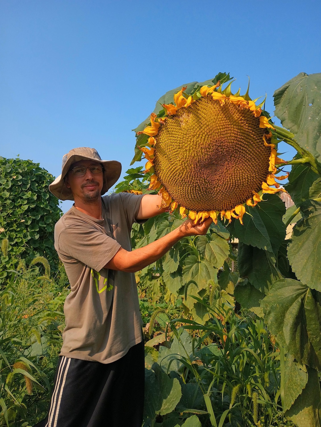 30 Titan Giant Sunflower Seeds From (20+ Inch) Wide Heads. Easy and Fun ...