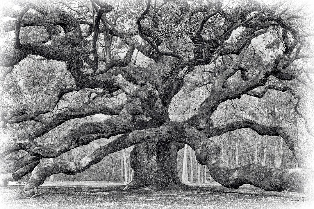 Angel Oak II - Canvas - Etsy