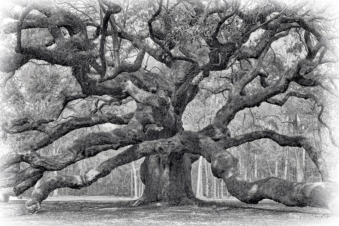 Angel Oak II - Canvas - Etsy