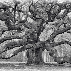 Angel Oak II - Canvas - Etsy