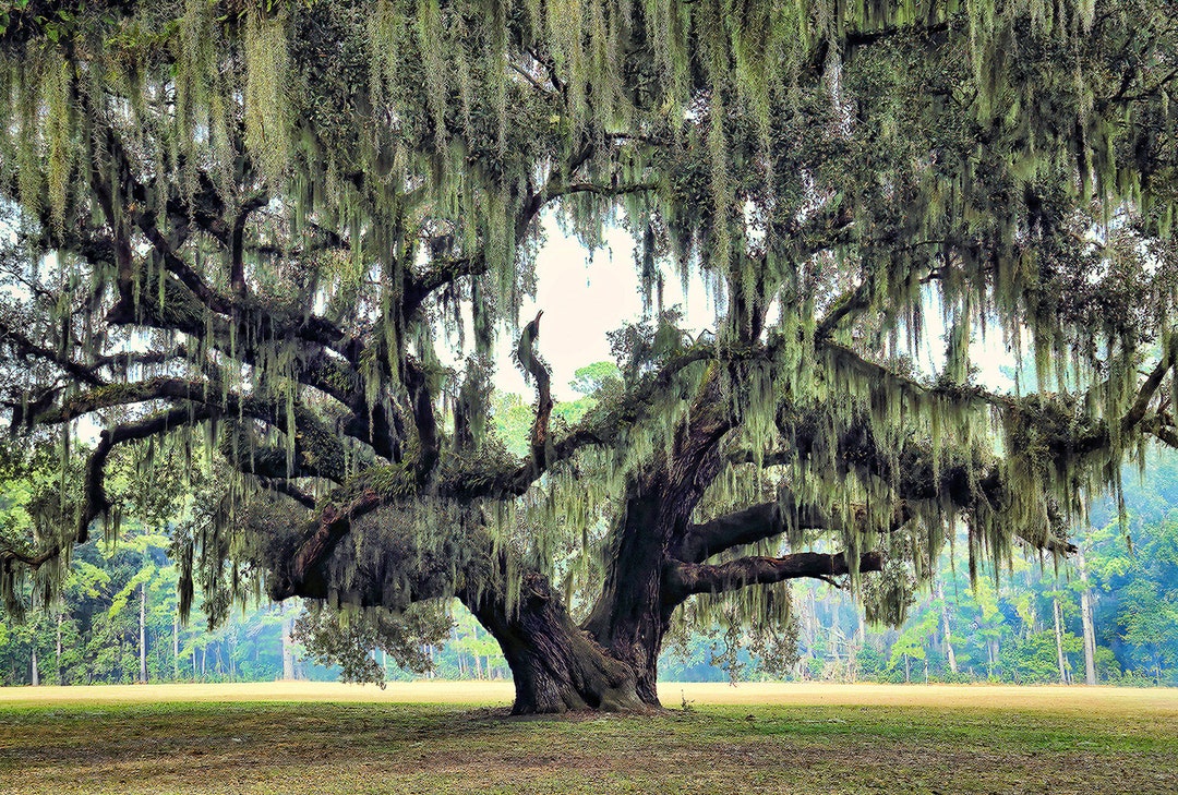 Grand Oak Canvas - Etsy